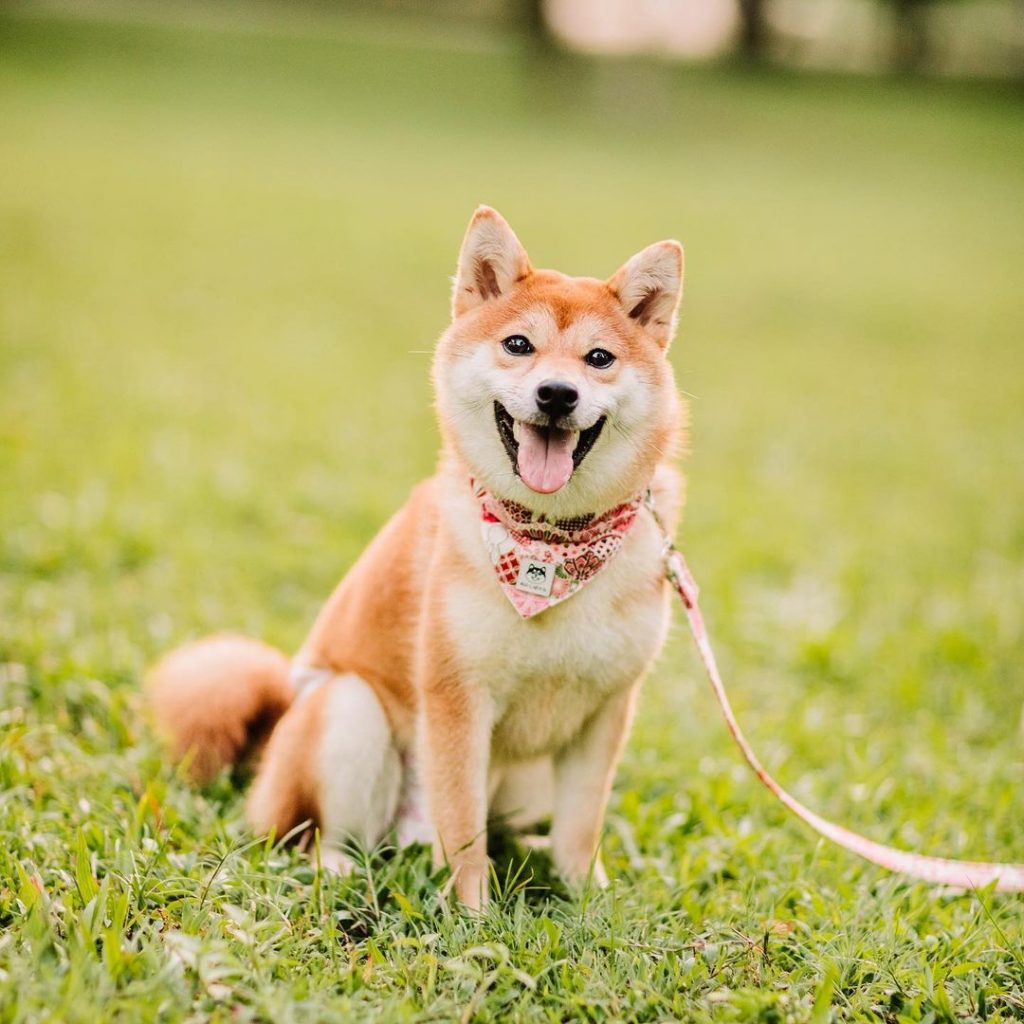 打卡新发现👉碧山宏茂桥公园📍自然景观+莲花池塘+湖畔舞台，遛狗散步不忘拍拍照💕 - 🇸🇬新加坡省钱皇后-皇后情报局